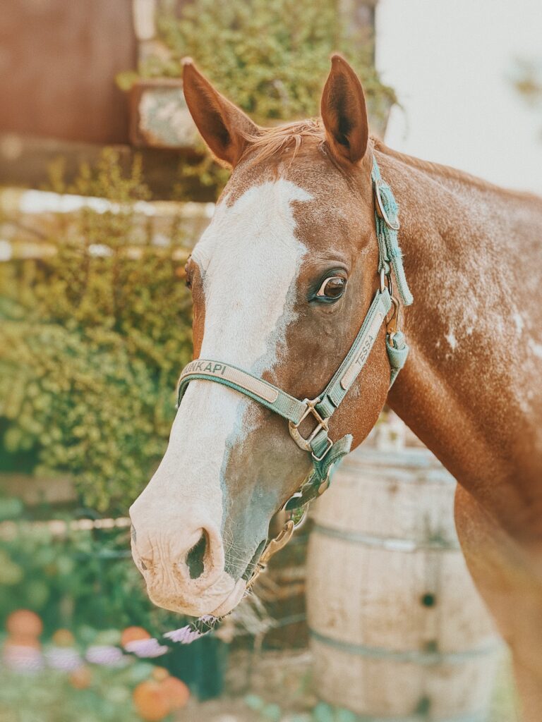 Our Herd - Hunkapi
